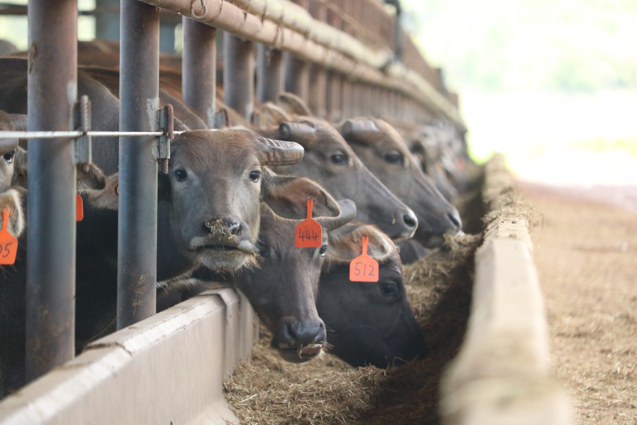 Sustainable Land Management – Australian Cattle Enterprises